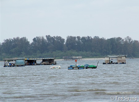 Urban Forest: Jenal Jetty Mangroves